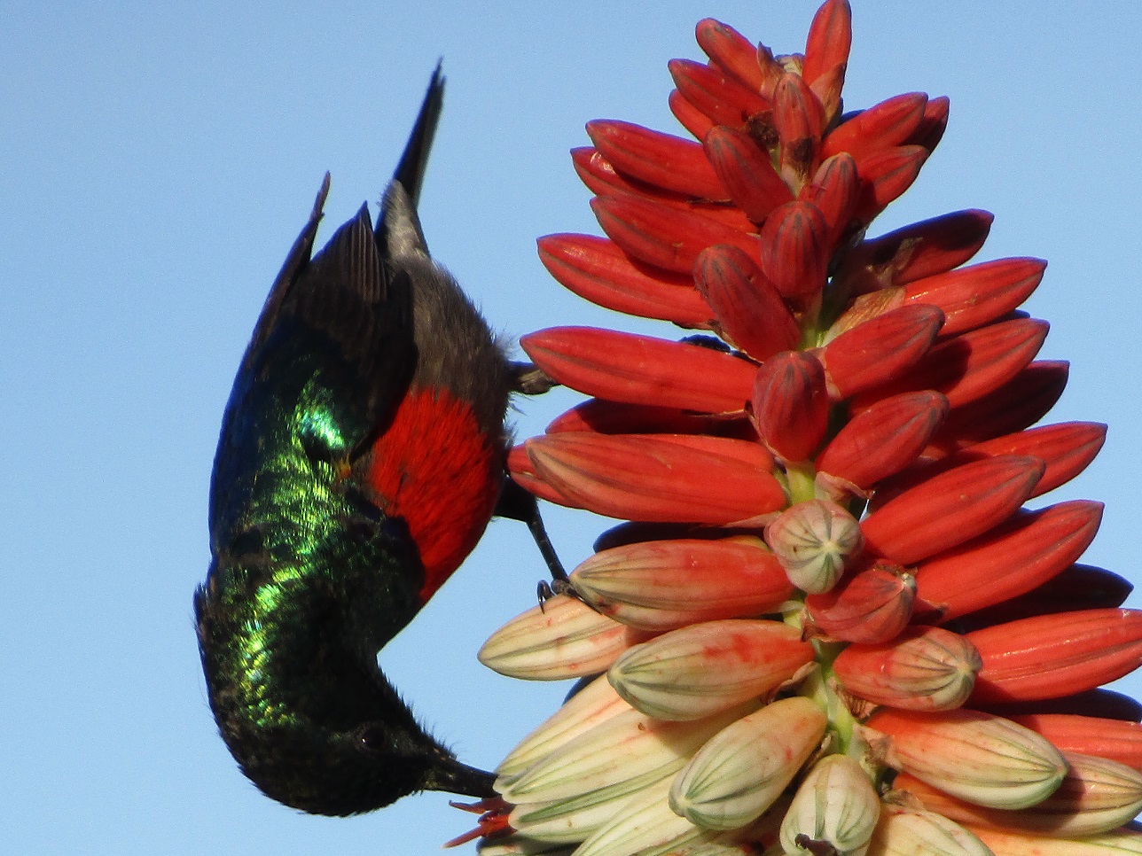 Multana Safaris | Farm